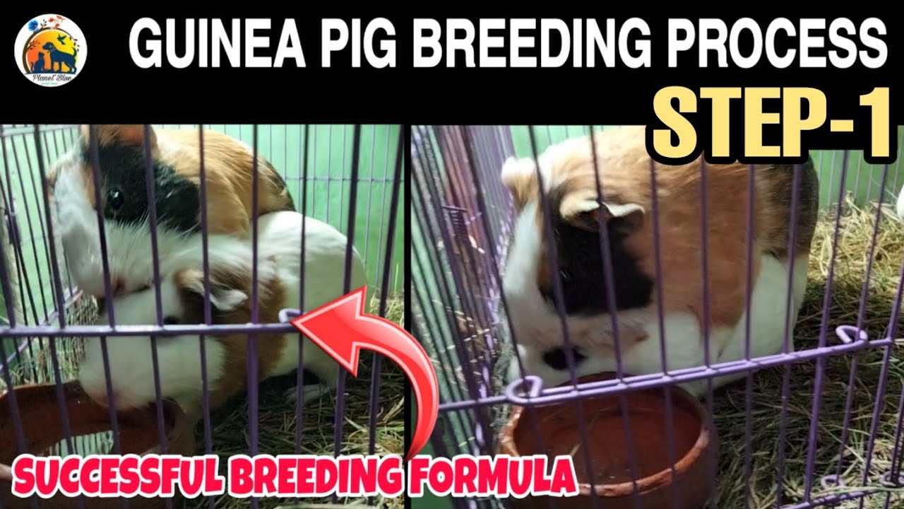 Guinea Pig Breeding Process step by step || Step- 1 Introduce Male with ...