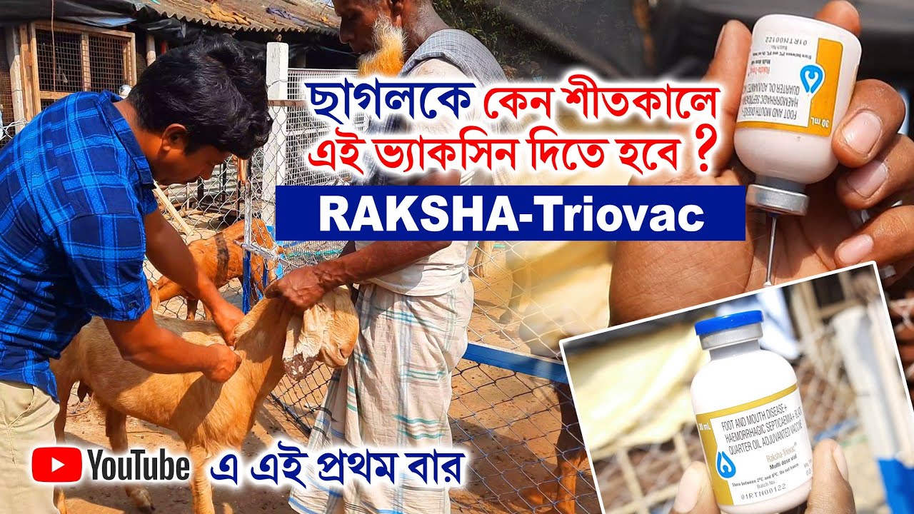 Raksha Triovac Vaccin Uses In Goat | ছাগল কে রক্ষা ট্রায়োভ্যাক ...