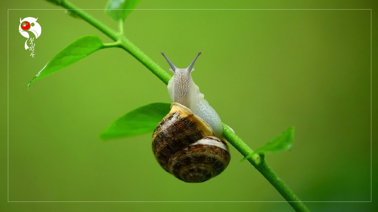 Beautiful Relaxing Music with Snail : Stress Relief Music | Sleep Music ...