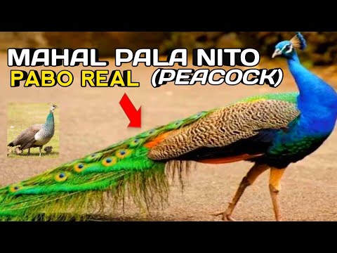 NAPAKA MAHAL PALA NITO, PABO REAL O PEACOCK #58 - YouTube