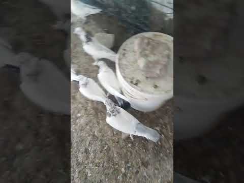 Van kuşları küme uçurduk