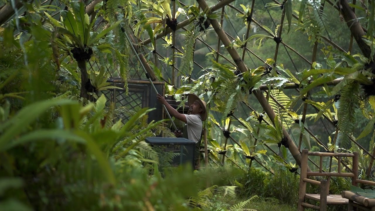 Firefly conservation in Buahan, a Banyan Tree Escape - YouTube