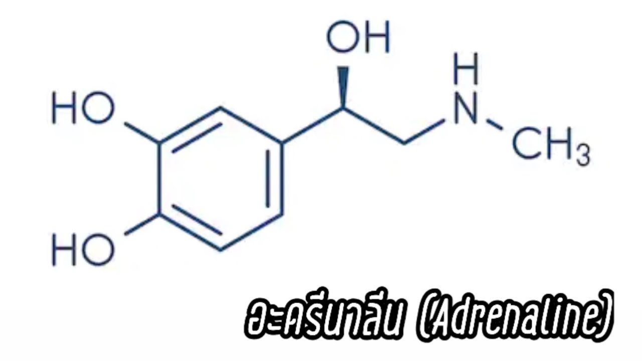 อะดรีนาลีน[Adrenaline] คืออะไร? - YouTube