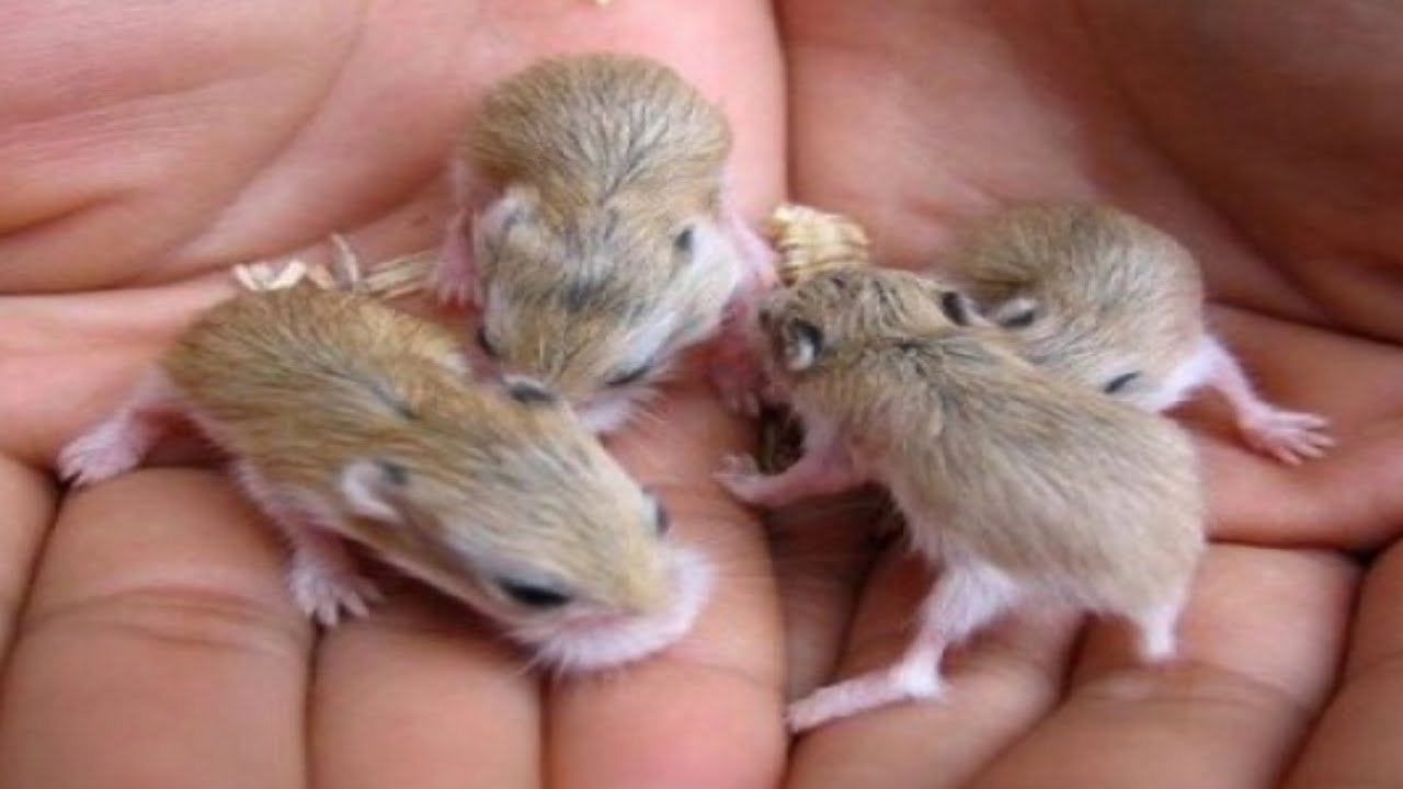 *NEW* Hamster Babies Growing Up - YouTube