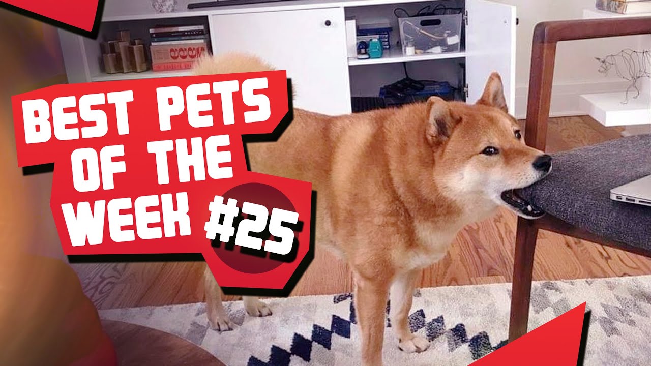 Fun with Pets / Cats / Dogs #25 - YouTube