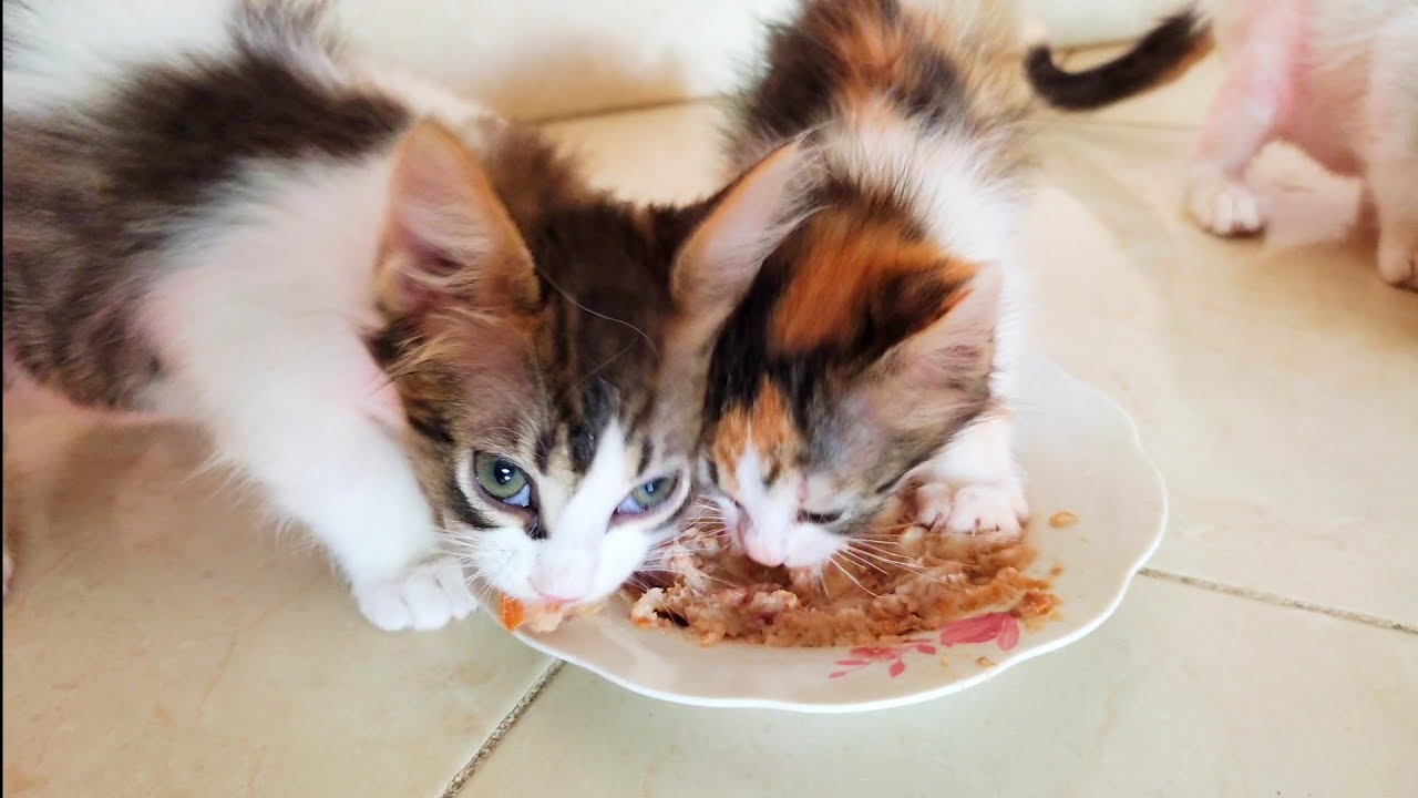 Very hungry kittens meowing - YouTube