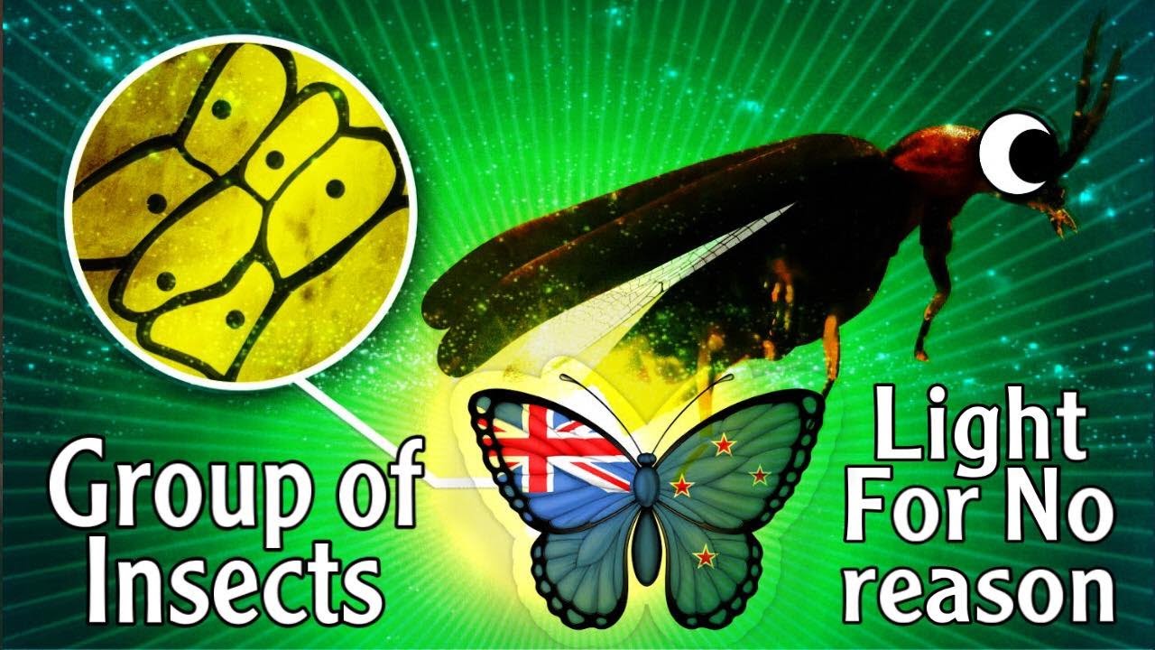 Group Of Insects Decide to Light a Mountain for 2 Weeks Every Year ...