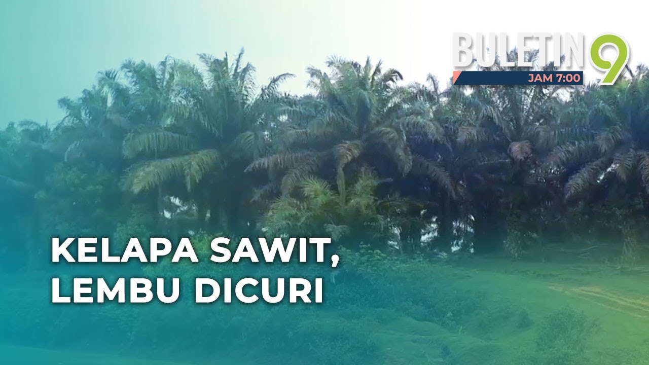 Pasang CCTV Di Ladang, Elak Kecurian Lembu, Kelapa Sawit - YouTube