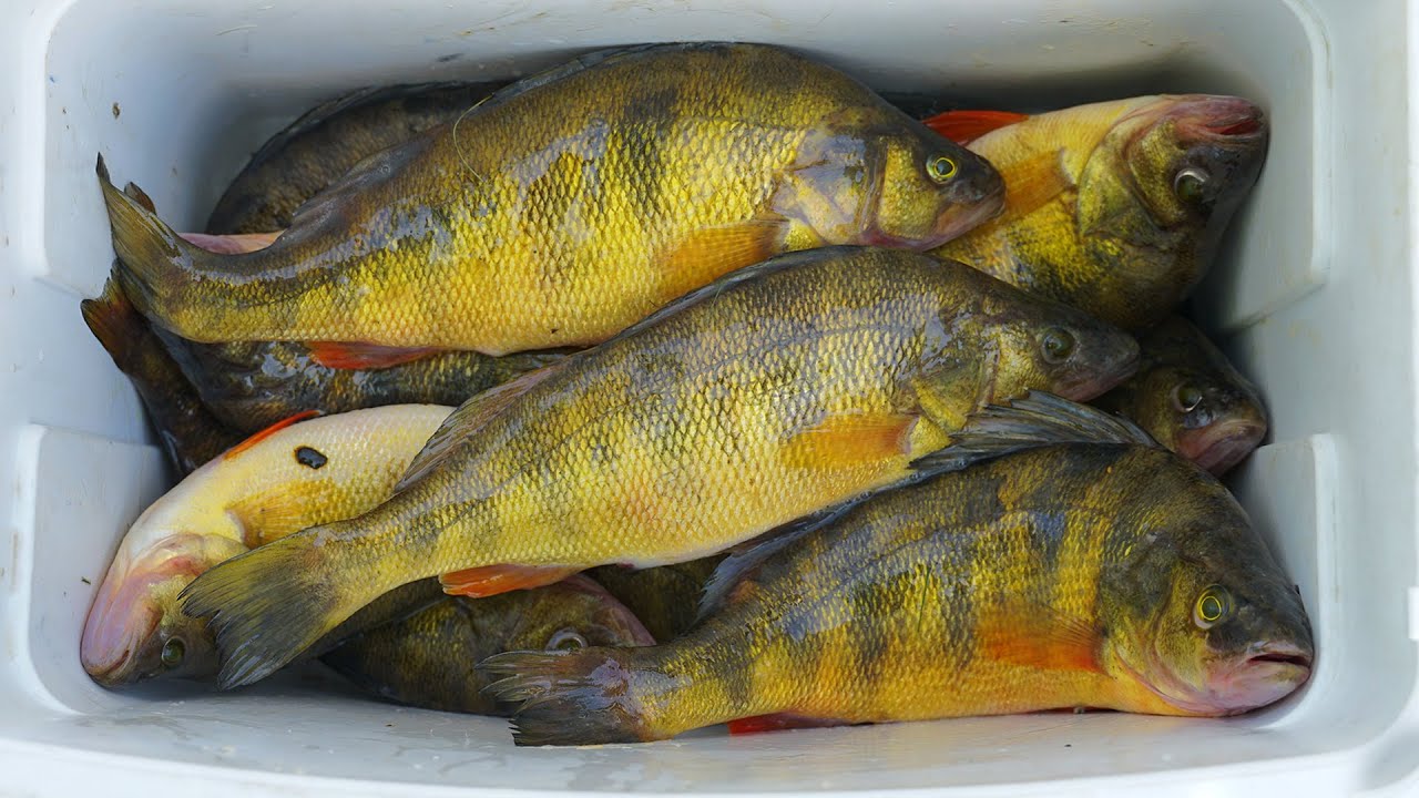 The Easy Way To Catch Limits Of Perch and Crappie (Almost TOO EASY ...