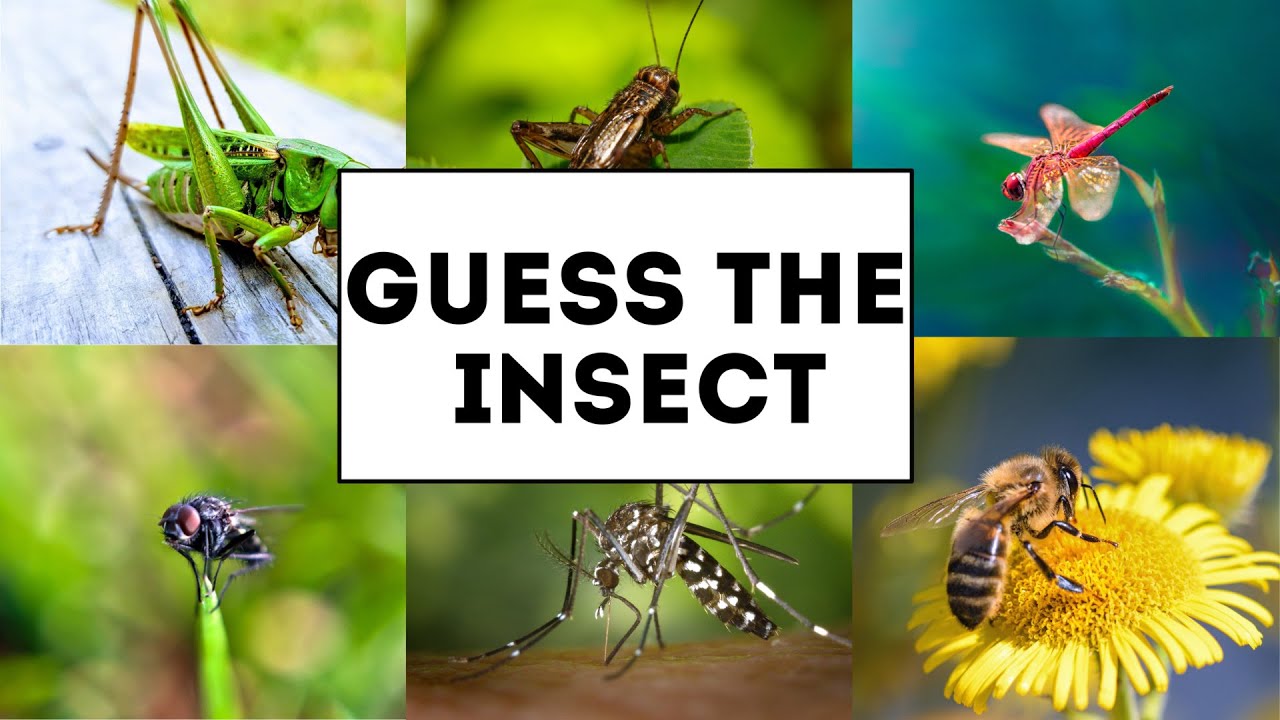 Educational video for kids. Guess the sound. Fly Mosquito Cricket ...