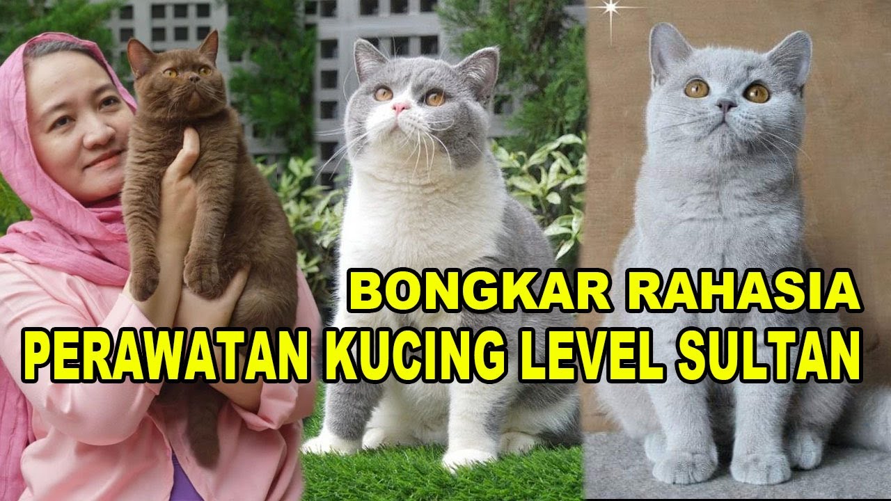 Perawatan Kucing Level Sultan - YouTube