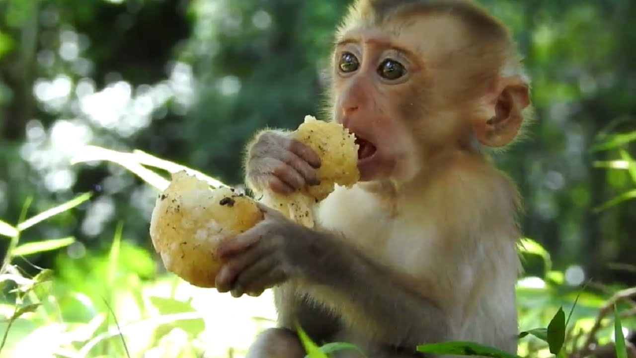 New Baby Monkey Walk Everywhere Cos Hungry ST995 Mono Monkey - YouTube
