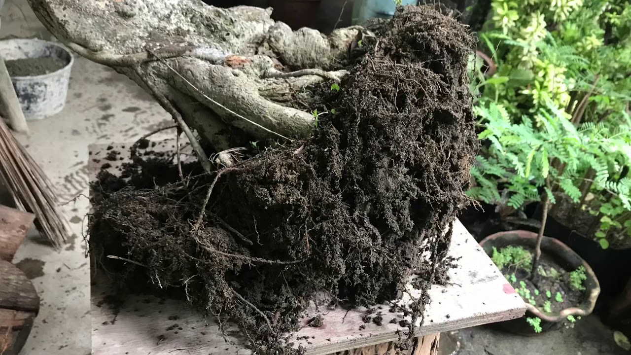RED BALETE Bonsai Tree (Repotting) - YouTube