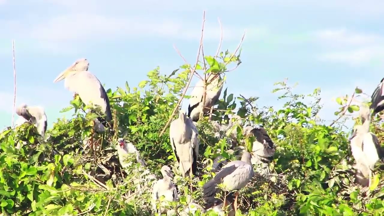 Amazing of Lake -The small bird & gain bird catch fish eat in lake ...