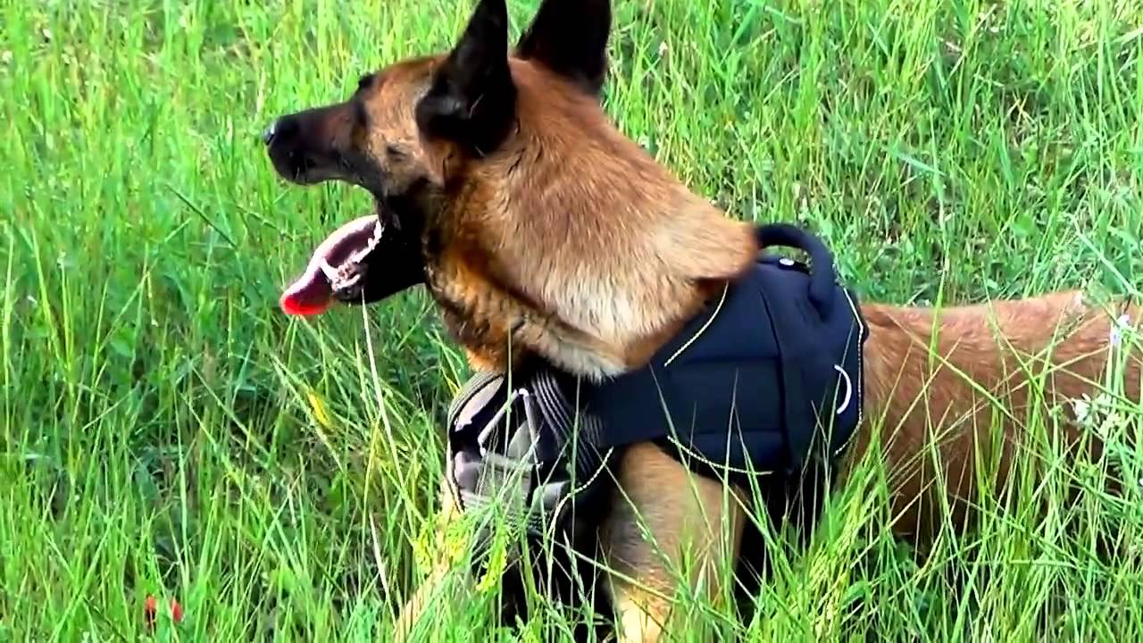 All Weather Nylon Dog Harness for Tracking, Training & Walking - YouTube
