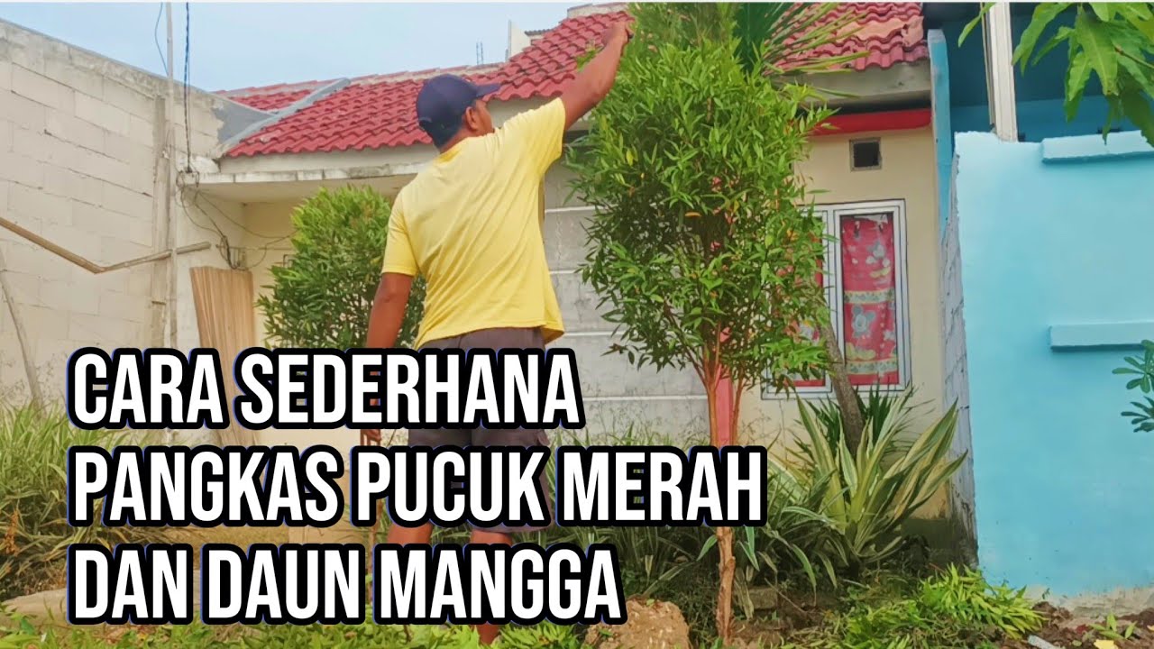 CARA PANGKAS PUCUK MERAH DAN DAUN MANGGA DEPAN RUMAH - YouTube
