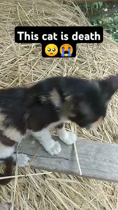 23 December 2024 - YouTube