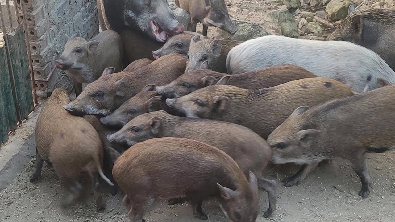 Herd of Boars Cry Hungry Looking for Foods - YouTube