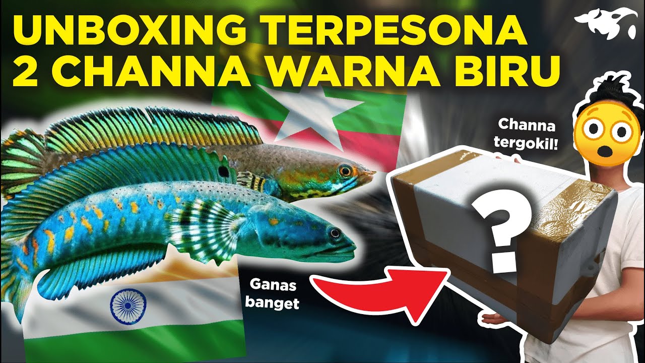 UNBOXING IKAN CHANNA ANDRAO DAN CHANNA BLUE PULCHRA, GABUS CANTIK WARNA ...