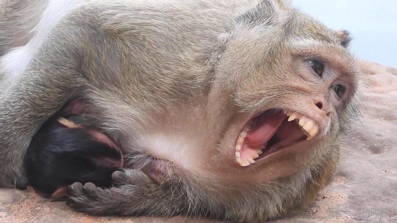 Wonderful mummy monkey sleepy when breastfeed her baby Brintany & some ...