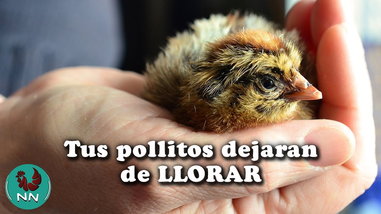Que hacer para que tus pollitos ya no lloren o estén tristes ¡FUNCIONA ...
