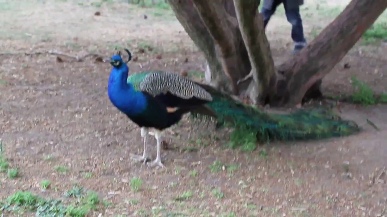 Funny peacock - YouTube