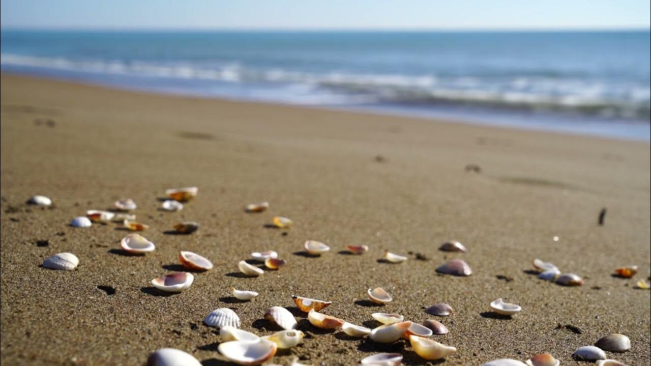 Shells on the shore - YouTube