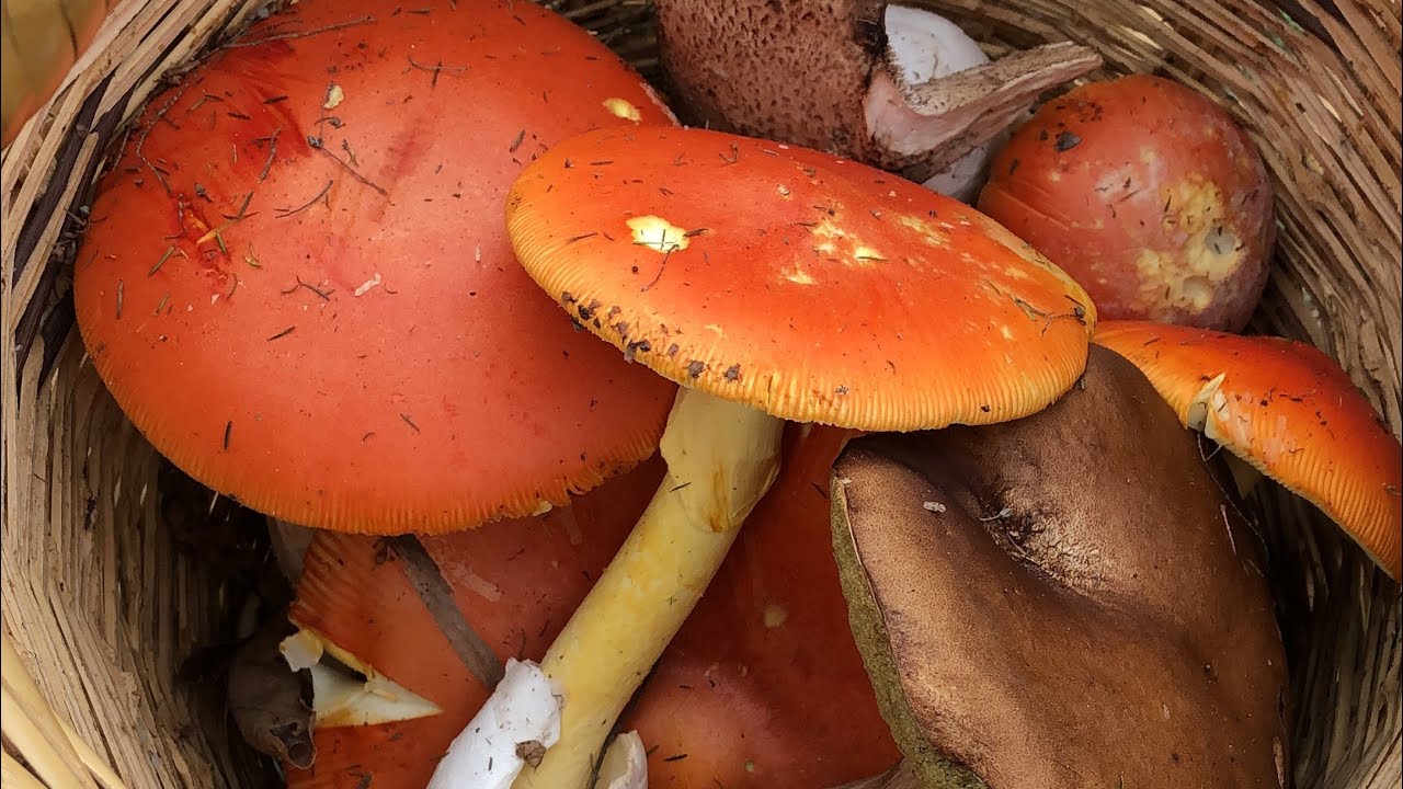 3 Eylül 2022 - Şile mantar avı - Amanita caesarea - İmparator mantarı ...