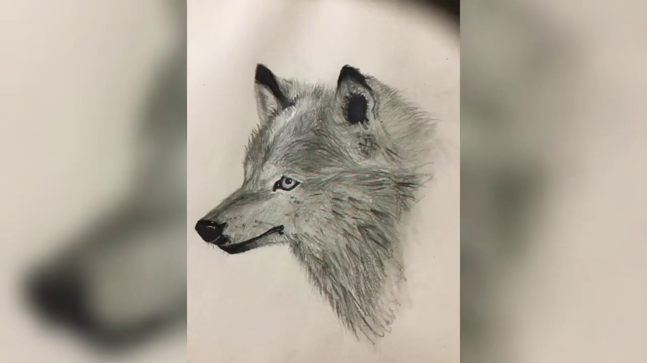 How to draw a wolf with no colours - YouTube