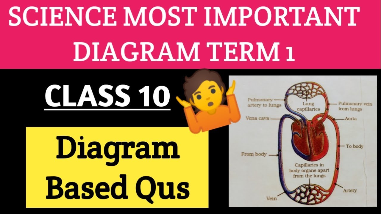 Class 10 Science Most Important Diagram l Term 1 Science Revision 🔥 ...