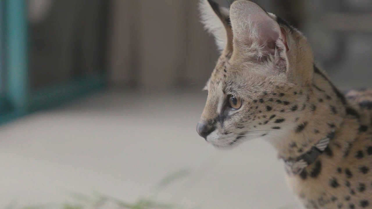 Serval eats greens just like domesticated cats - YouTube
