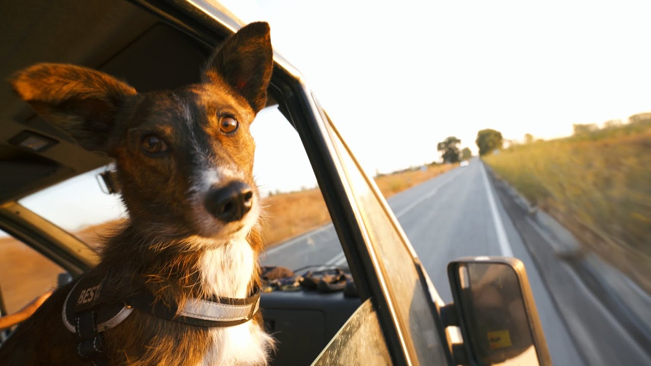 Discovering Portugal's countryside: a pet-friendly journey on 4 wheels ...
