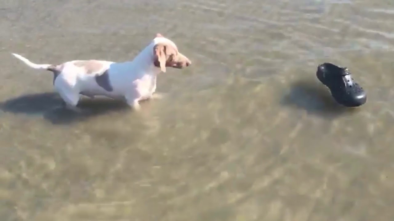 Dog is Scared Of my Croc - YouTube