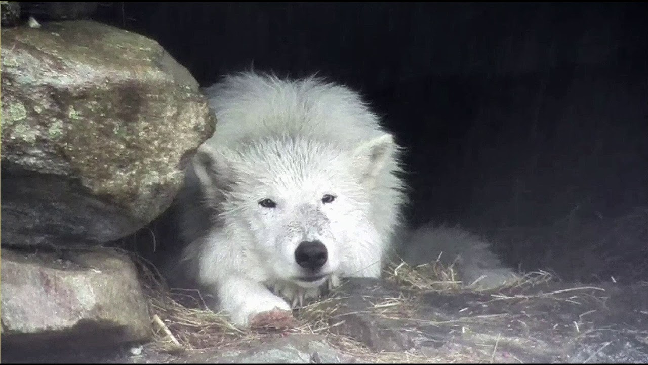 Arctic Wolf Atka - Adorable When Wet - YouTube
