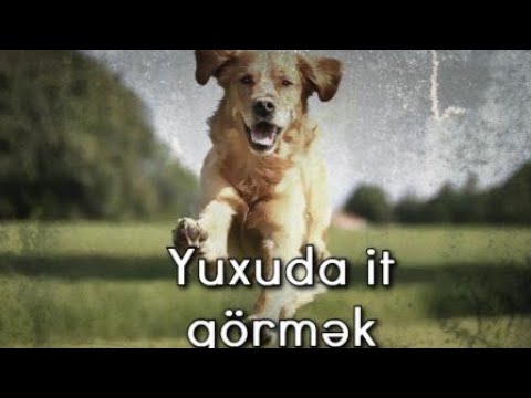 Yuxuda it görmək nə demək? 