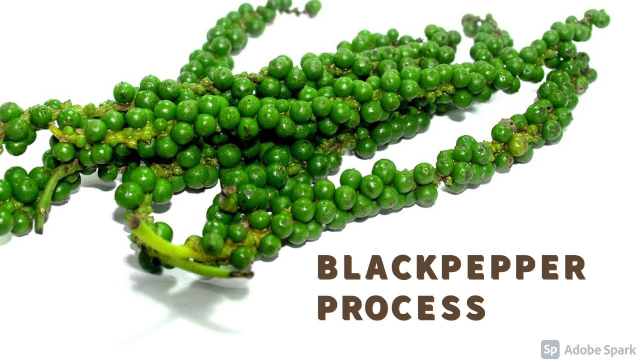 Black Pepper Processing Method, Pepper Threshing Machine,Yercaud - YouTube