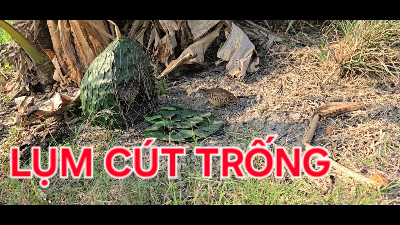 Bẫy Cút - Tess Lụp Mới Gặp Ngay E Cút Trống. #Kimmaosuvuong #bẫycút ...