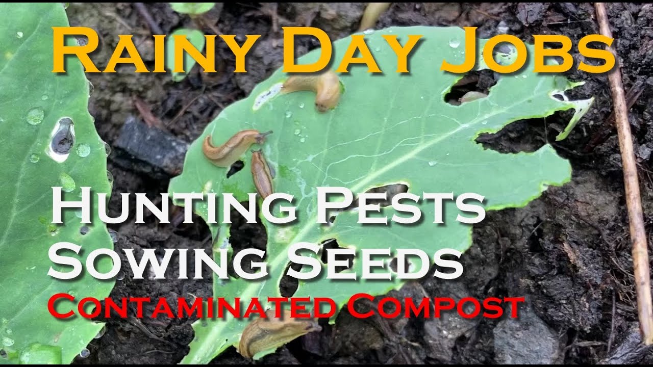 Rainy Day Jobs - Contaminated Compost! - YouTube