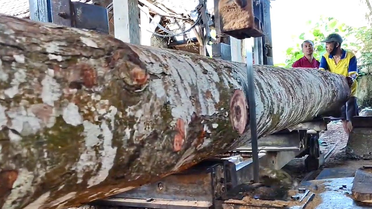 Extraordinary!! Large durian wood, almost 10 meters long at the sawmill ...