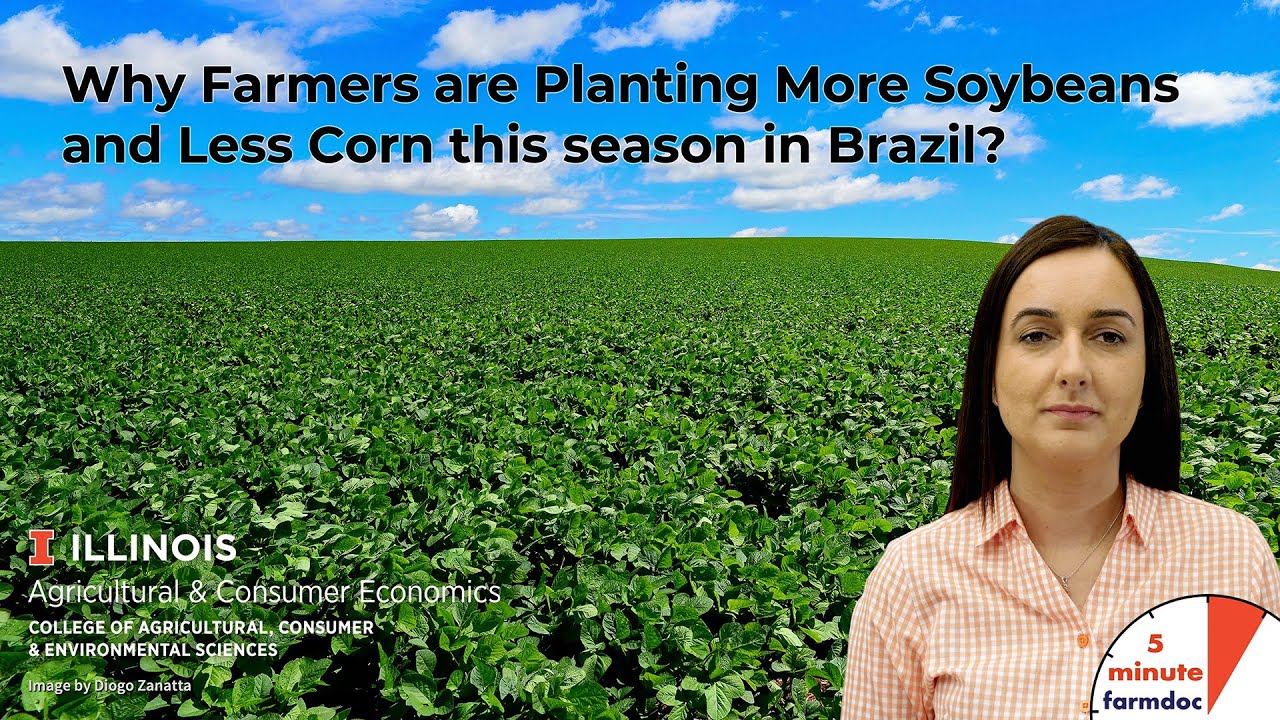 Why Farmers are Planting More Soybeans and Less Corn this Season in ...