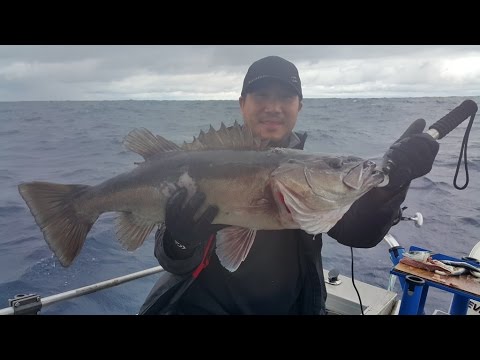 Zarn's Bass Groper/Hapuka on Shimano Beastmaster 9000 - YouTube