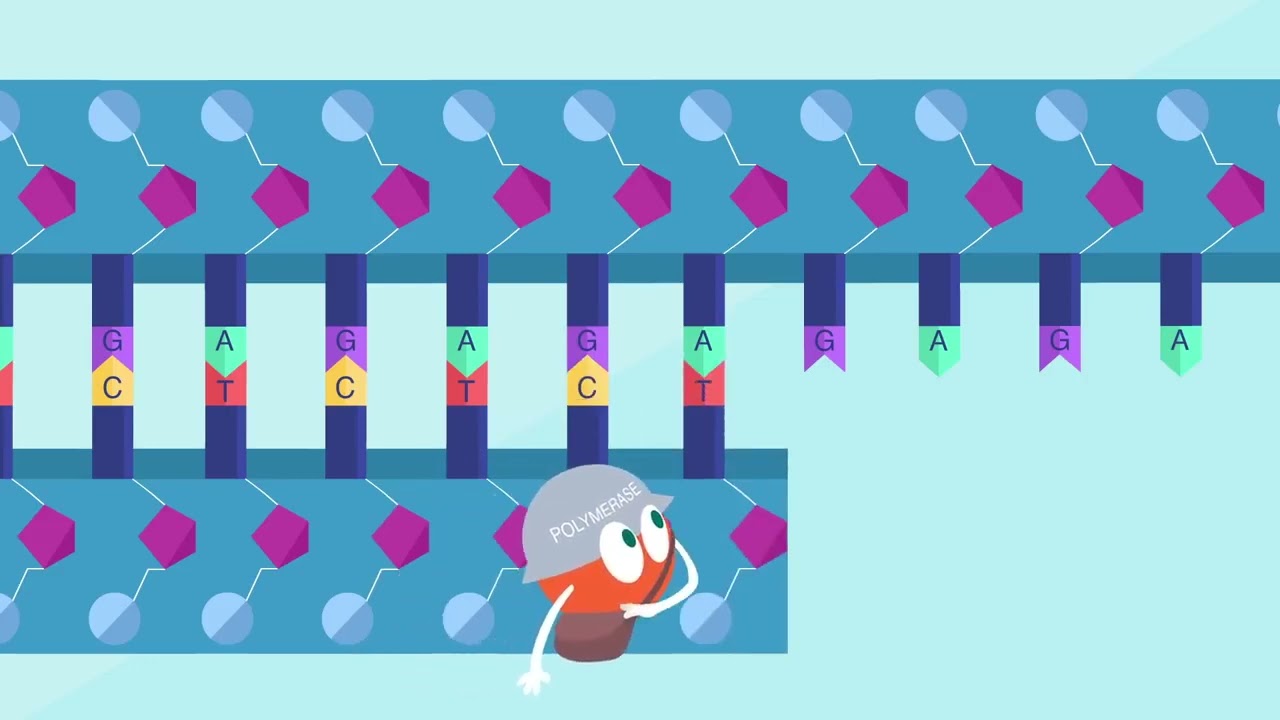 DNA Repair of Single-Strand Break and Base Damage - YouTube