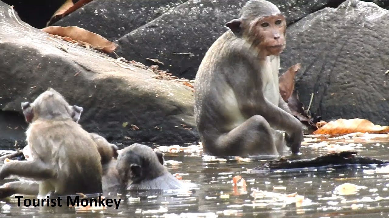 Amazing monkey swim, Sweet Pea family playing water, All monkeys in ...