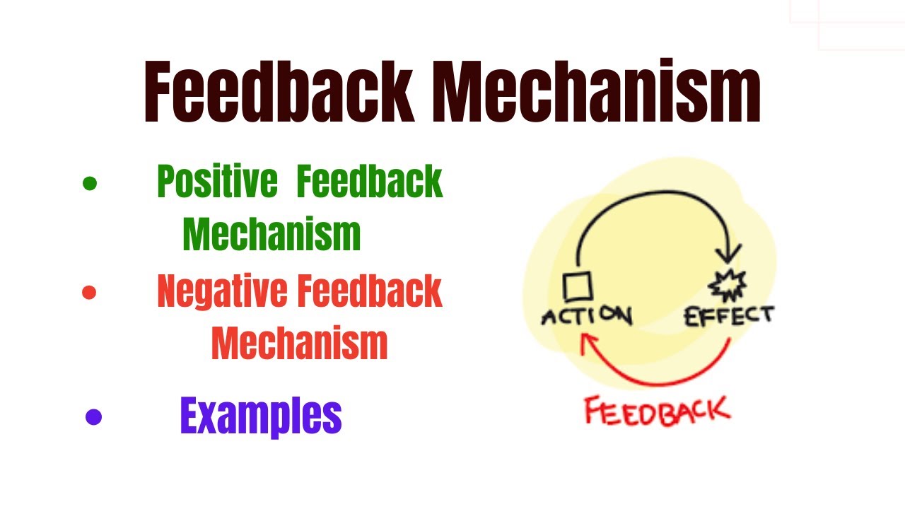 Feedback Mechanism Positive and Negative Feedback Mechanism with ...
