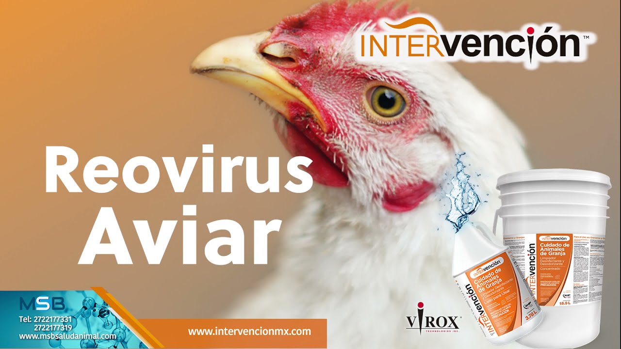 Ya no más Reovirus Aviar con Intervención - YouTube
