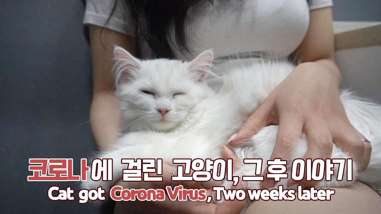 불치병 치료중인 고양이 현재 상황은 고양이산책 Youtube