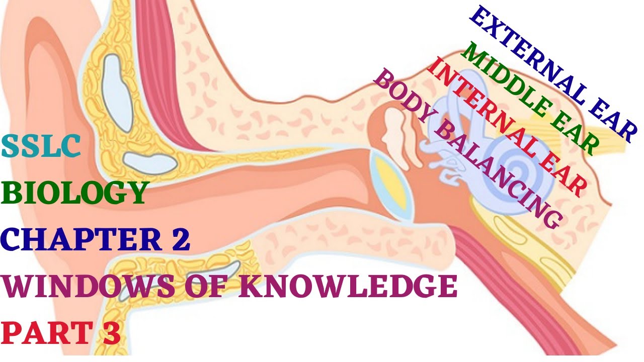Kerala SSLC Biology Chapter 2 Windows of Knowledge Part 3 - YouTube