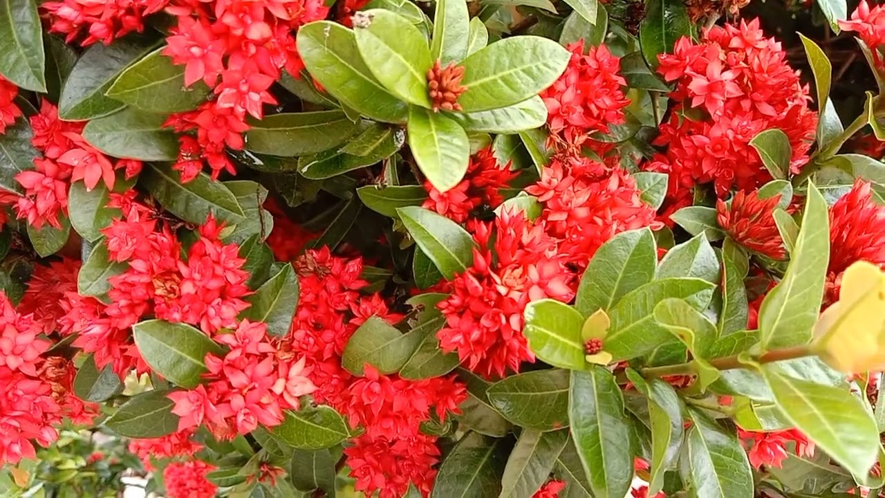 Hoa trang đỏ . - YouTube