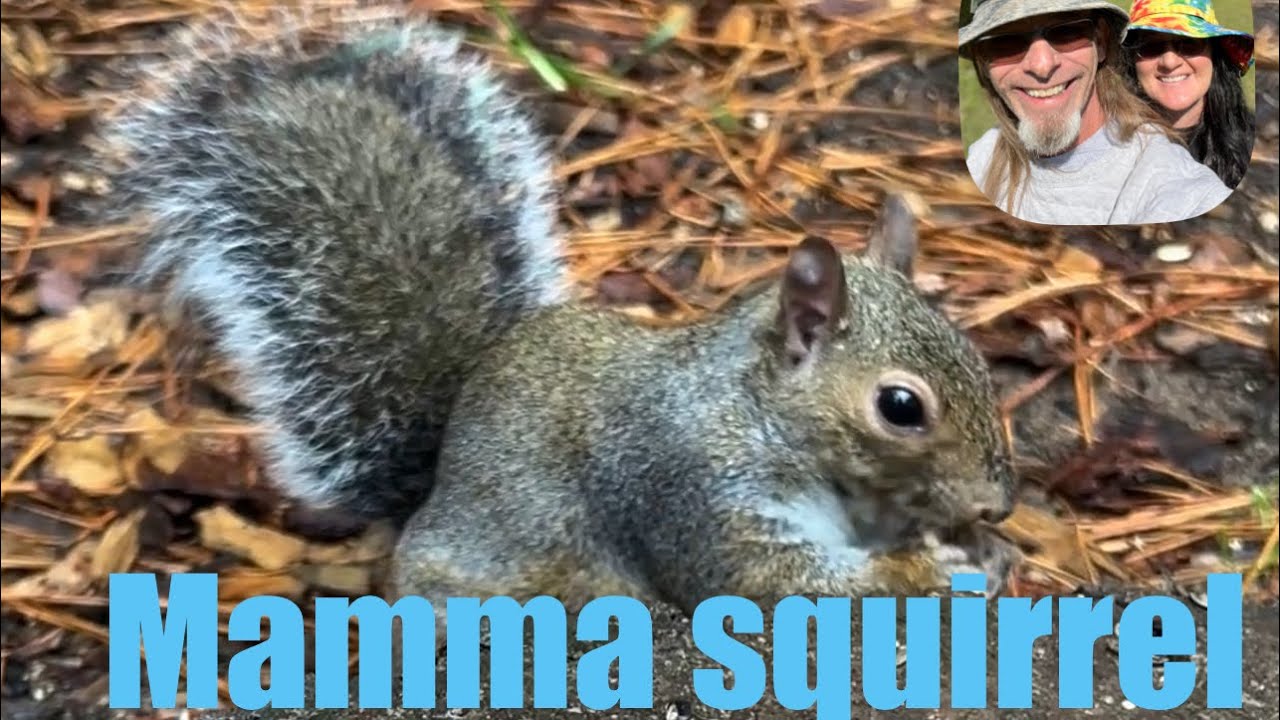 Busy mamma squirrel @Queen-757VA - YouTube