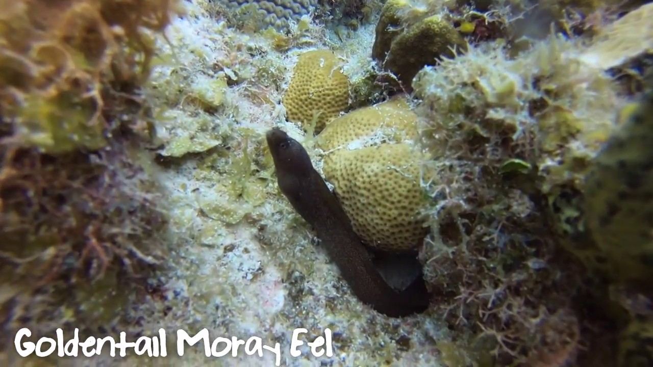 Scuba Diving Reef Creature Identification Grand Cayman - YouTube